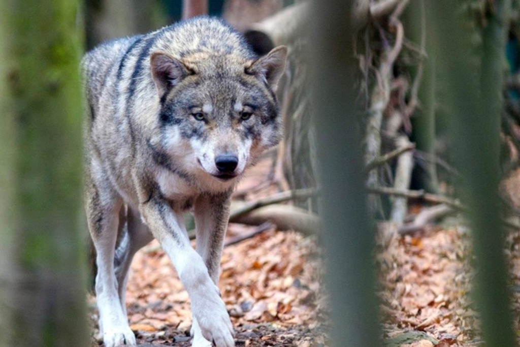 Wolf reißt Reh im Bayerwald