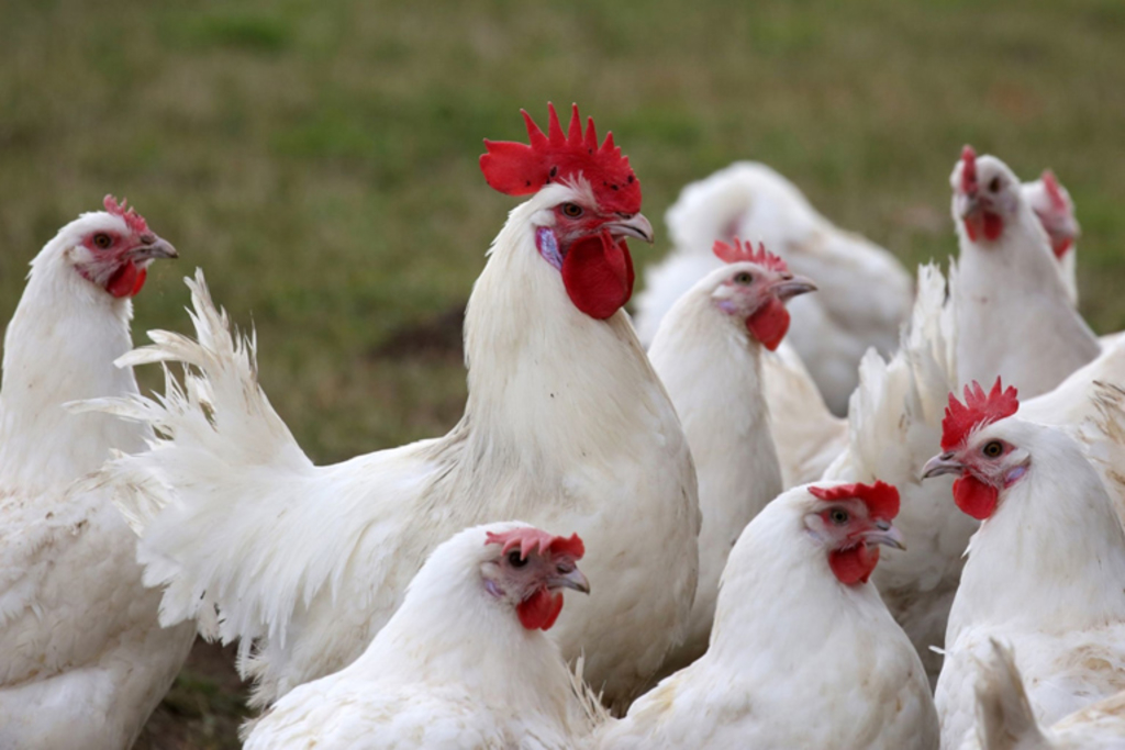 Vogelgrippe im Landkreis Landshut nachgewiesen